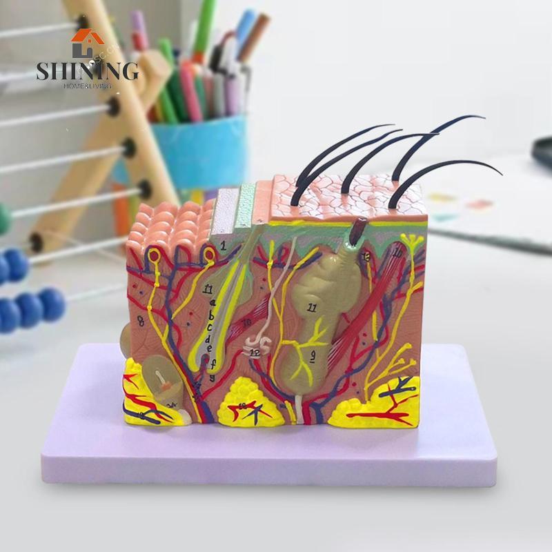 [Shining] Anatomical Human Skin Block Model Classroom Study Enlarged ...