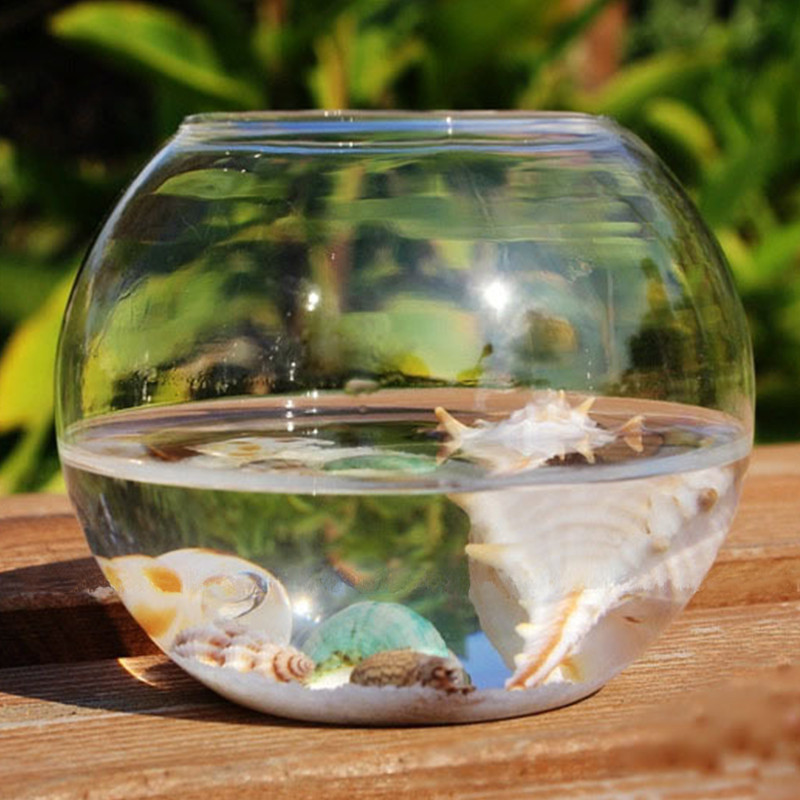 Round Glass Fish Bowl Hydroponic Vase for Succulents Moss Terrarium ...