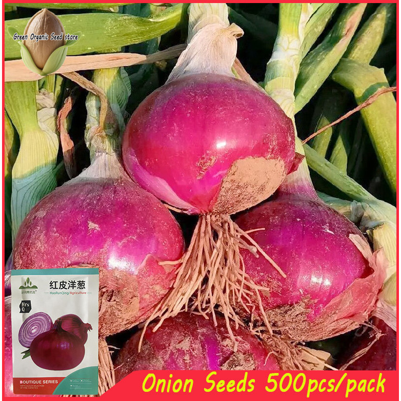 200seeds/pack - sibuyas / red onion seeds -red hawk variety premium ...