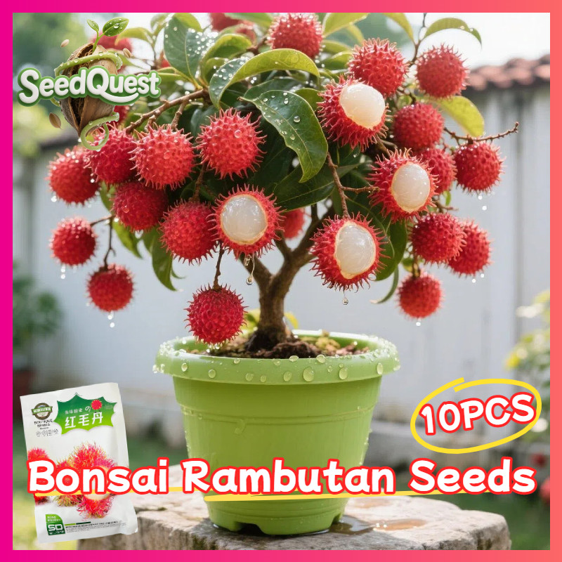 10pcs Bonsai Rambutan Seeds for Planting Fruit Trees High Yield Tropical Dwarf Rambutan Tree ...