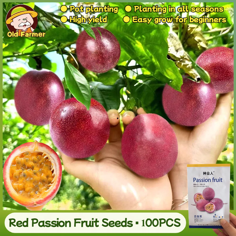 100% Original Fresh Red Passion Fruit Seeds (High Germination,100pcs ...