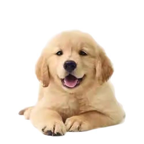 Double Bloodline Golden Retriever Purebred Golden Retriever Puppy Large ...