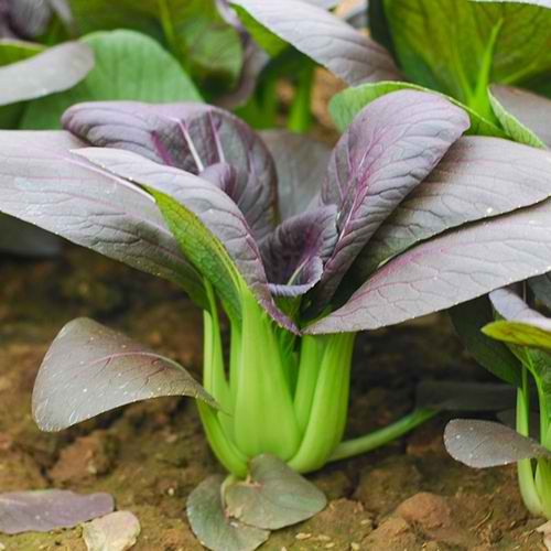( 500 seeds ) Sulit Pack Purple Pechay Pak Choi Vegetable Seeds - Basic ...