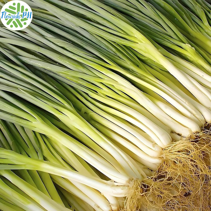 DAHON NG SIBUYAS/BUNCHING ONION /JAKKOU VARIETY/EASY TO GROW/HYBRID ...