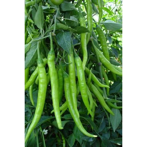 100Seeds SILI PANIGANG/Siling Haba/ Hot Pepper Green / Bicol Express ...