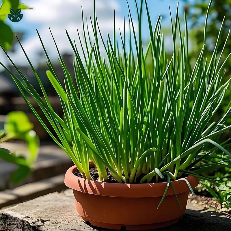 DAHON NG SIBUYAS SEEDS(500 SEEDS)/BUNCHING ONION /JAKKOU VARIETY/EASY ...