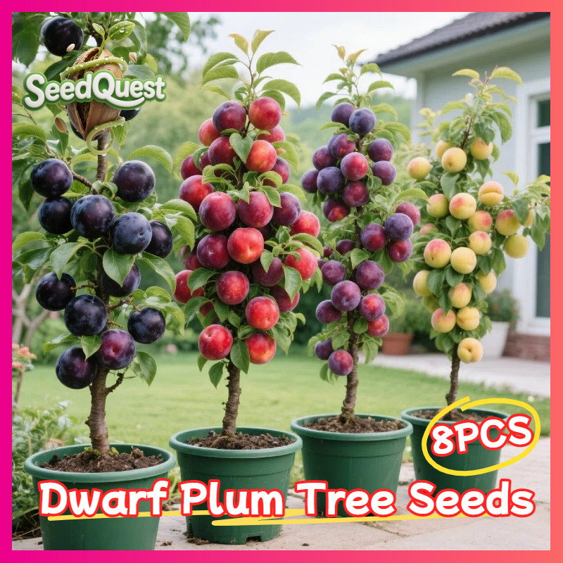 Mixed Plum Fruit Seeds for Planting (8Seed) Dwarf Plum Fruit Tree Seeds ...
