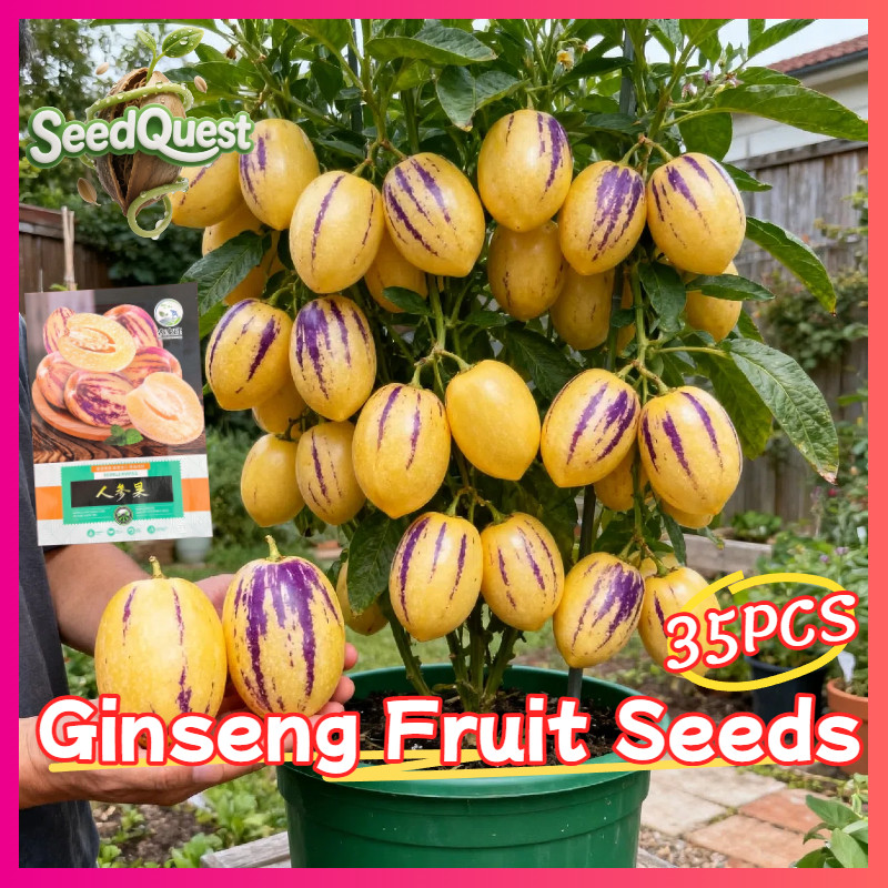 35pcs Sweet Pepino Melon Ginseng Fruit Seeds Bonsai Potted Dwarf Fruit ...