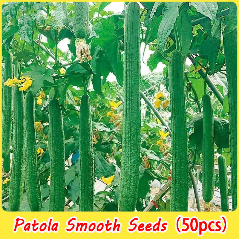 20seeds/pack Patola Smooth Seeds - smooth patola seeds Vegetable Seeds ...