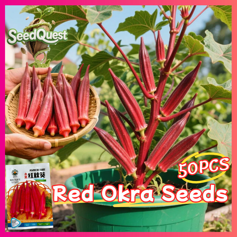 Red Okra Seeds for Planting Vegetable Plants (50 Seed) High Yield Lady ...