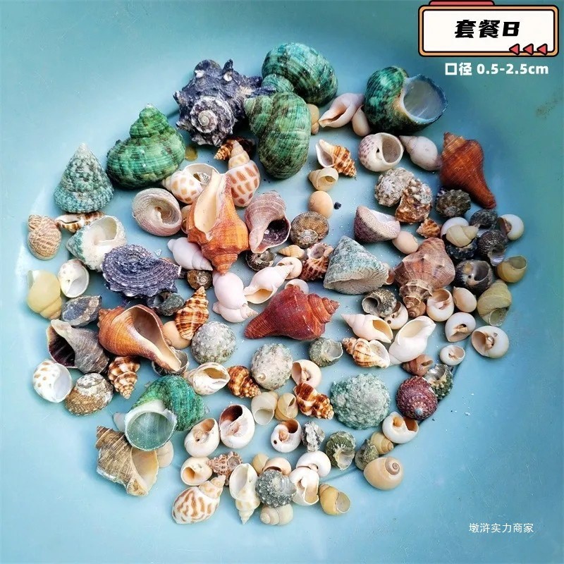 Caliber.-Hermit Crab Replacement Shell Natural Conch Fish Tank 1110 ...
