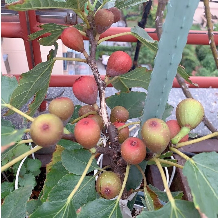 600seeds Rare Fig Tree Seeds for Planting-Tropical Ficus Carica Seed ...
