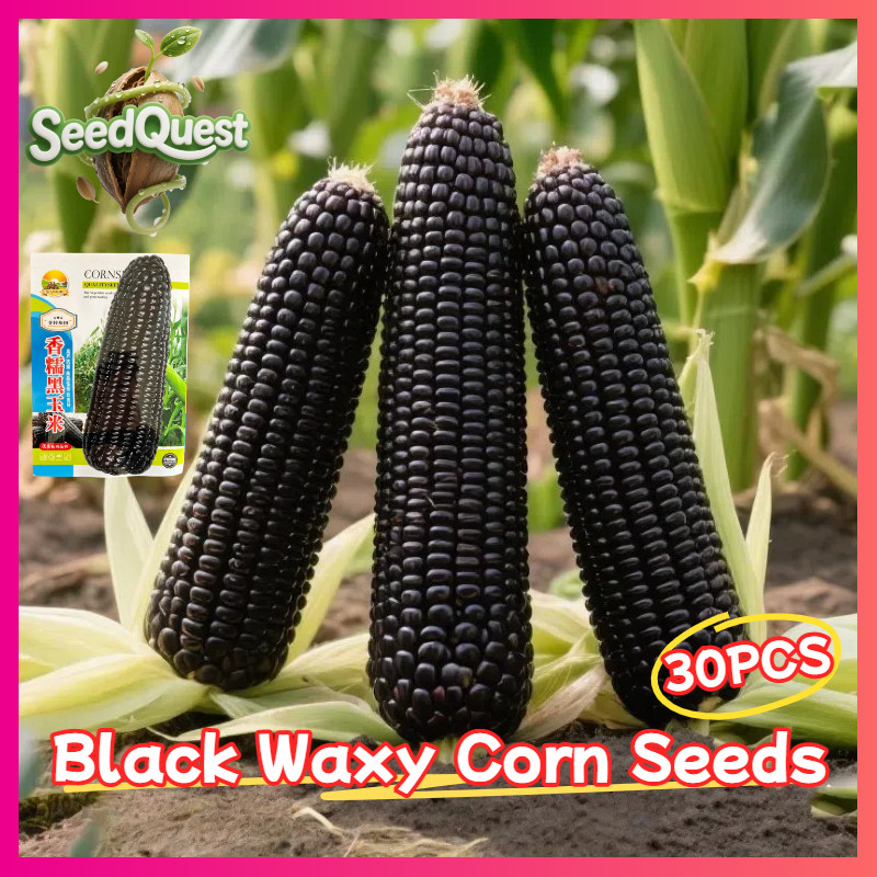 30pcs Sweet Glutinous Black Corn Seeds for Planting High Yield Non-GMO ...