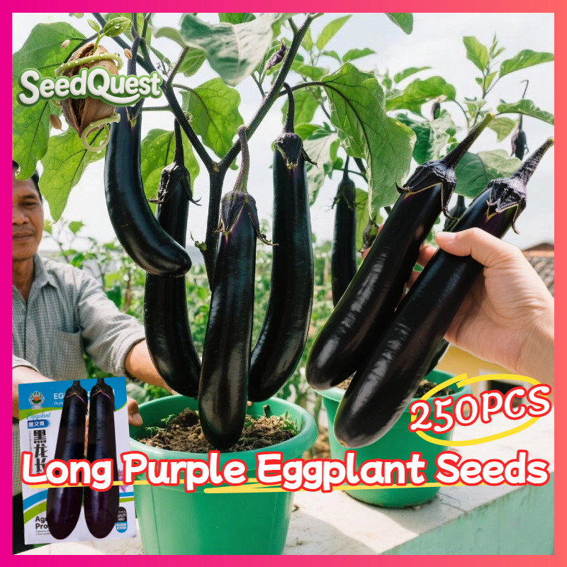 Long Purple Eggplant 250 Seeds Talong Seeds Hybrid Long Eggplant ...