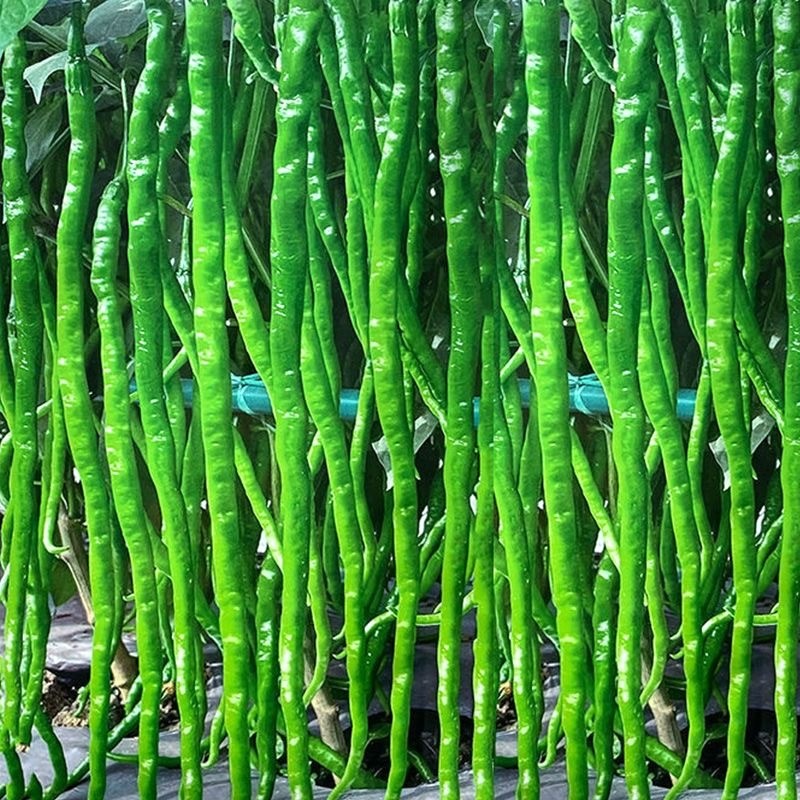 100 Seeds/pack Green Long Chilli Seeds Organic Vegetable Long Hot ...