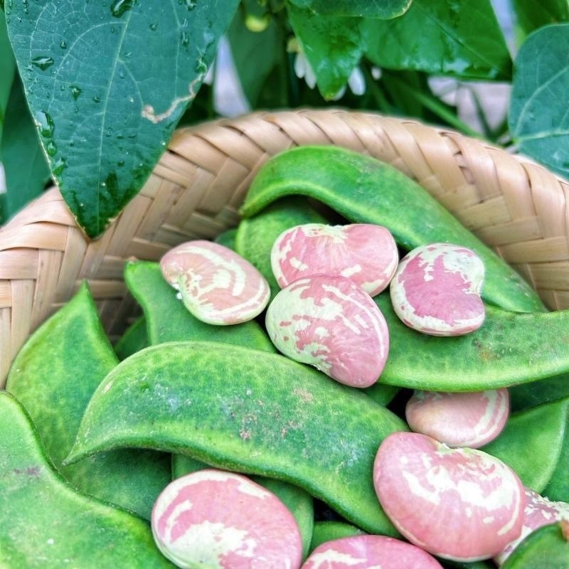 4seeds PaNative patani Seeds- Edible vegetable seeds Organic Native ...