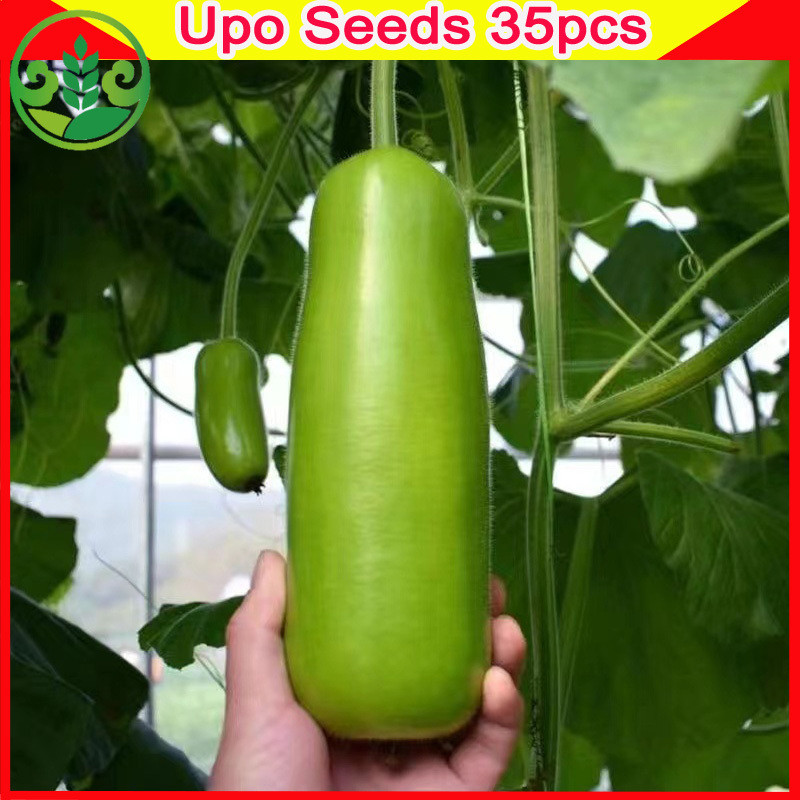 UPO SEEDS ( 35seeds ) - Bottle Gourd Vegetable Seeds-A641 | Shopee ...