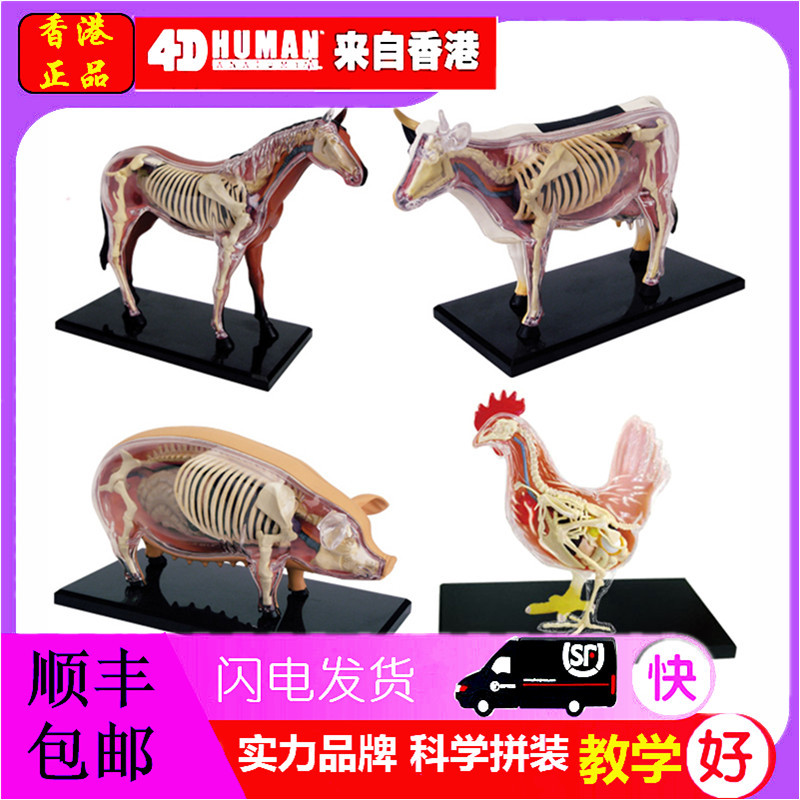 4D MASTER Animal Organ Anatomy Assembly Biological Model Orangutan Dog ...
