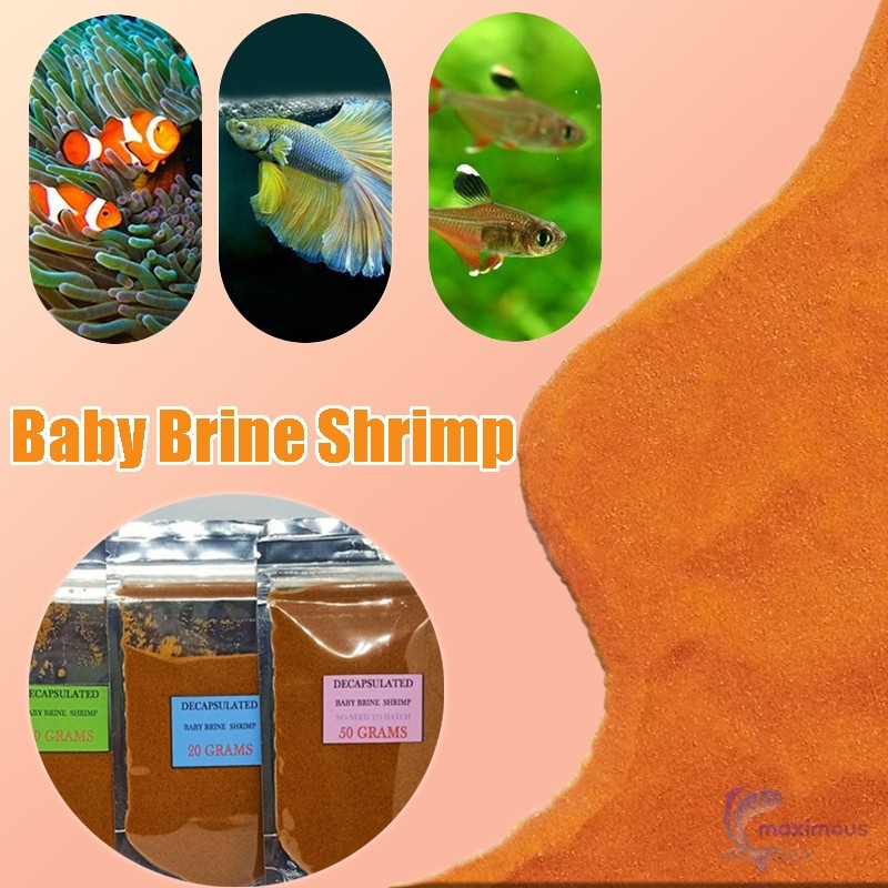 Decapsulated Baby Brine Shrimp BBS ready to Feed No Need to Hatch for ...