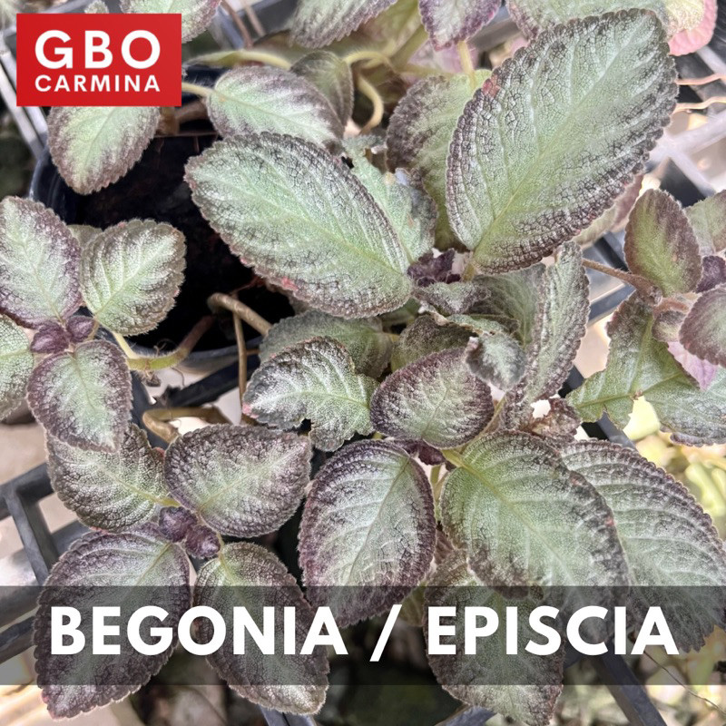 GBO Carmina, Online Shop | Shopee Philippines