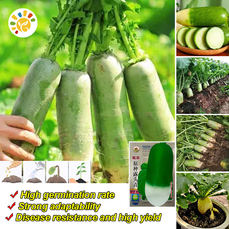 Fresh Organic Green Water Radish Seed (300 seeds) High Yield Korean ...