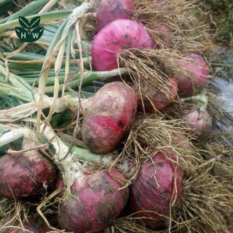 SIBUYAS / RED ONION SEEDS - (200 seeds) Hybrid Onion Seeds Balcony ...