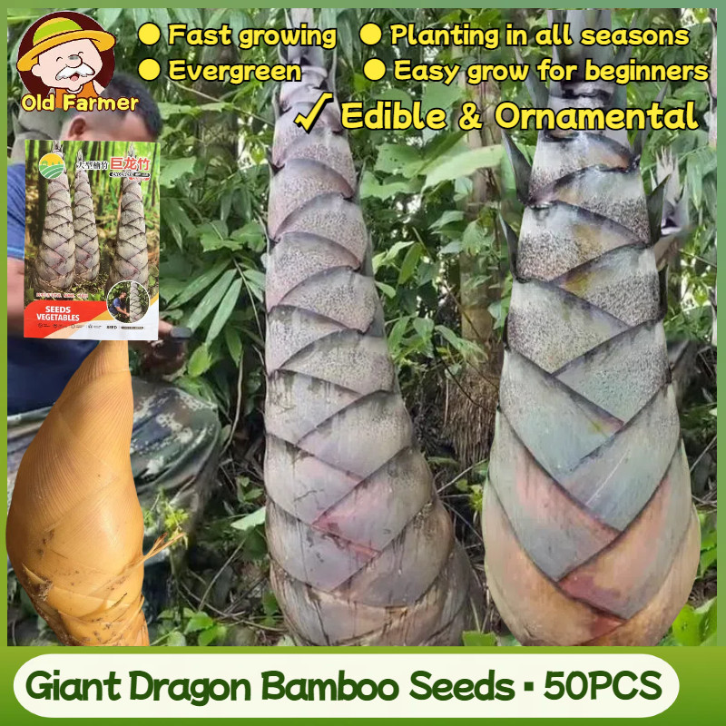 Giant Dragon Bamboo Seeds(High Germination 50pcs)Edible Bamboo Shoots ...
