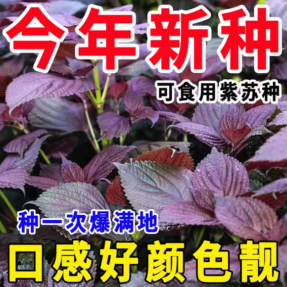 Perilla Seed Perilla Seed Perilla Seed Perilla Leaf Seed Potted Plant ...