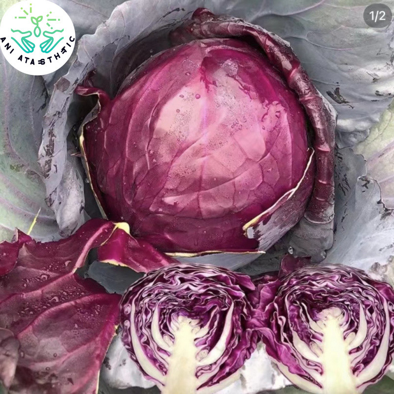 Purple Cabbage Repolyo Variety Vegetable Seeds ( 200 Seeds ) | Shopee ...