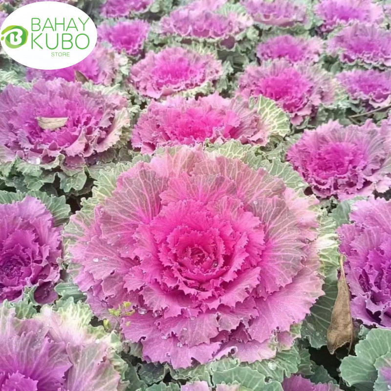 NAGOYA KALE - Ornamental Kale (20 Seeds) | Shopee Philippines