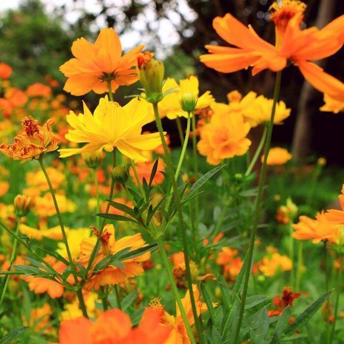 Cosmos Tall Mixed Variety Flower Garden 20 Seeds Sulfur Cosmos Seeds ...