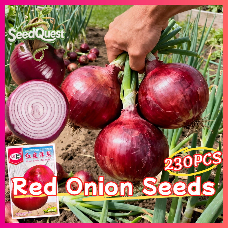 230pcs High Yield Red Onion Seeds for Planting Vegetable Plants (High ...