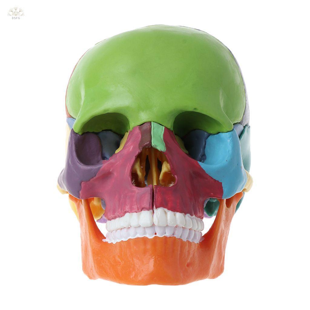 Human Body Color Medical Skull Model - 1:2 Scale 15-Part for Anatomy ...