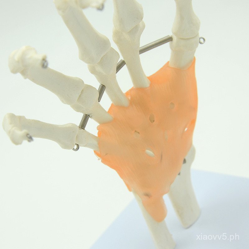 Hand Bone Model Wrist Joint Ligament Tendon Ulna Radio Bone Human ...