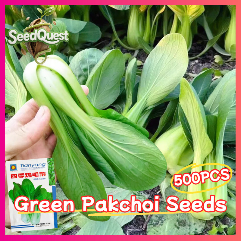 500pcs Green Pakchoi Seed Chinese Pechay Seeds for Planting Vegetable ...
