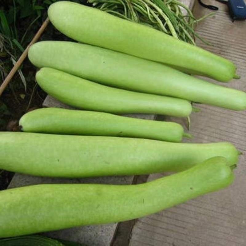 20seeds High Yield Upo Seeds Hybrid Long Bottle Gourd Seeds Giant Long ...