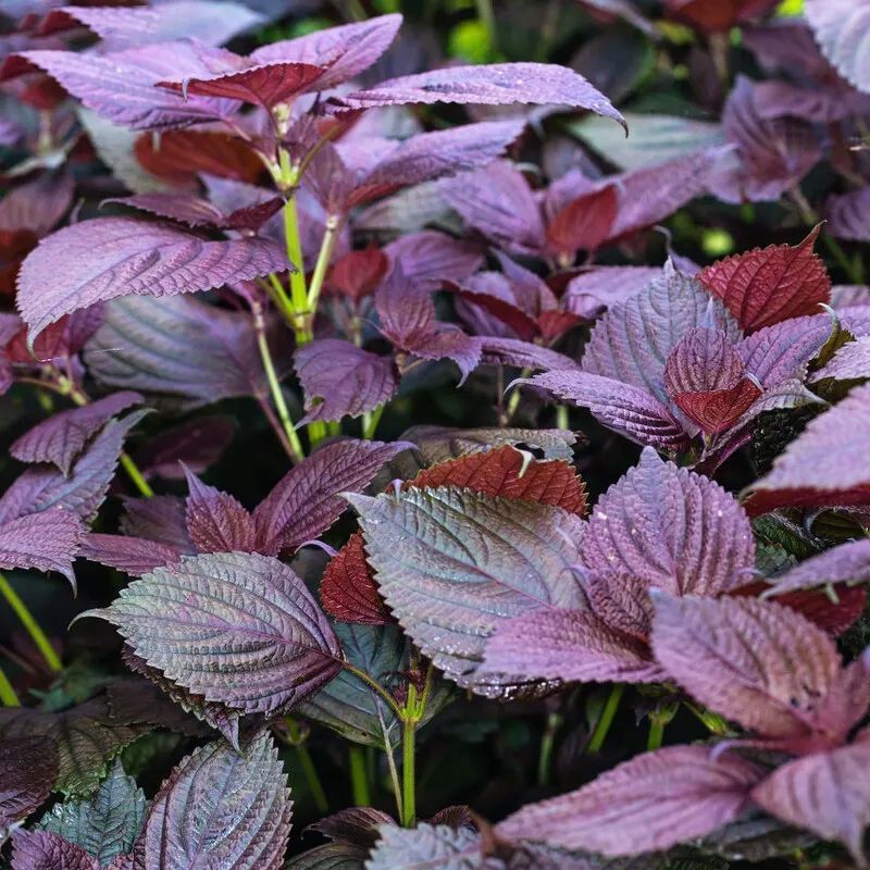 Perilla Seeds Perilla Leaf Seeds Potted Plants Edible Four Seasons ...