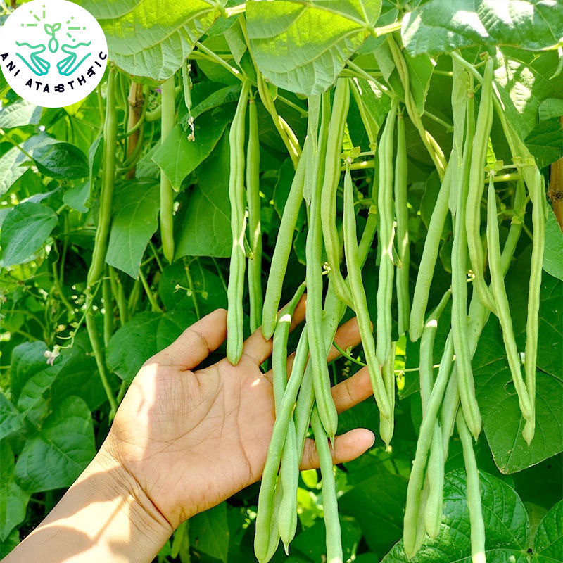 (20 SEEDS/PACK) BAGUIO BEANS SEEDS/BARAK BEANS/French Bean Seeds/HIGH ...