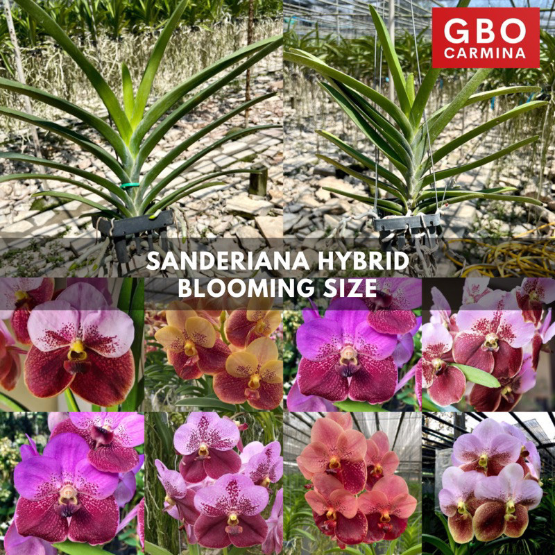 GBO CARMINA: SAND Two Tone Strap BS (Garden Decor) | Shopee Philippines
