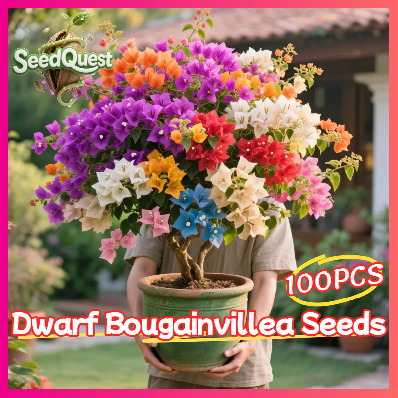 100pcs Mixed Color Bonsai Bougainvillea Seeds For Planting Flowers