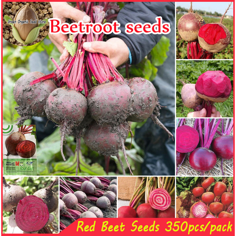 Shop beetroot for Sale on Shopee Philippines