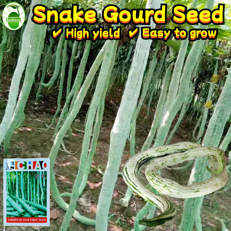 5pcs Snake Bean Seeds for Sale Giant Python Long Bean Seeds Long Spikes ...