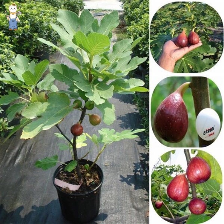 High yield seeds Fig Seeds-（600seeds）Fig Tree Seeds Mixed Rare Black ...