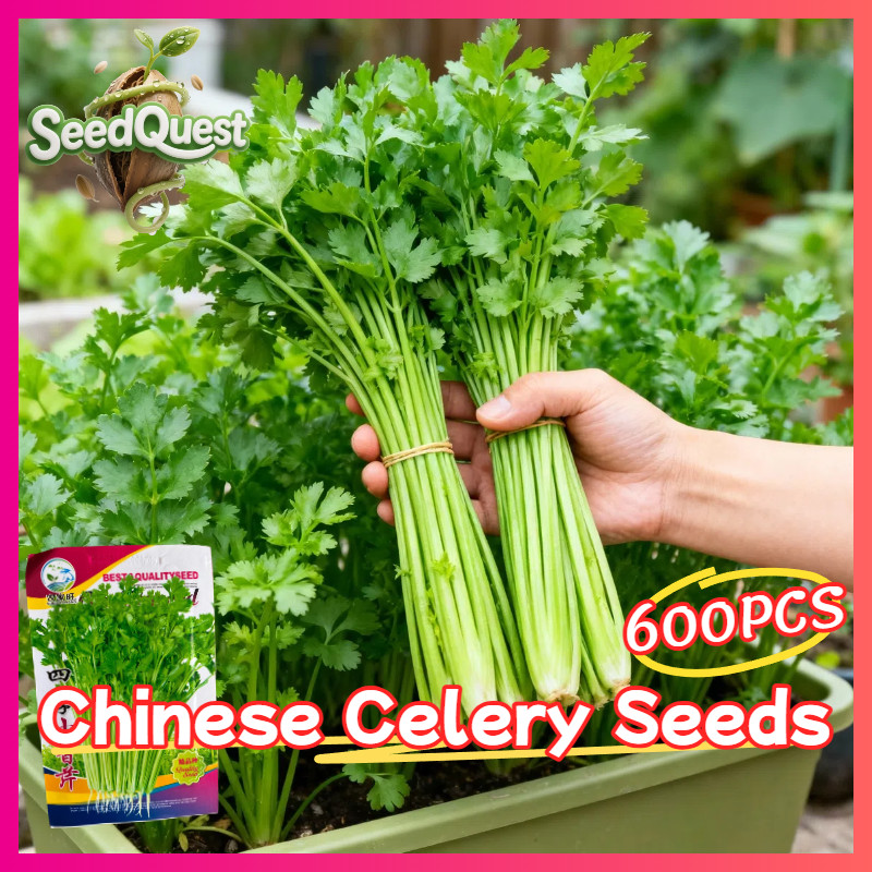 600pcs Fresh Organic Celery Seeds High Yield Chinese Kinchay Seeds for ...