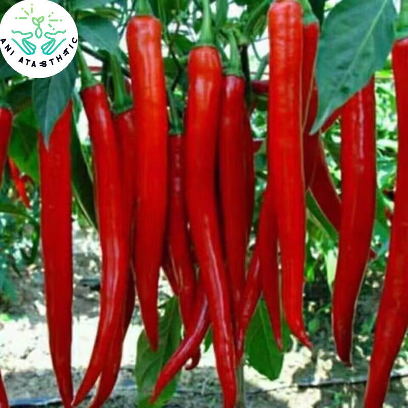 Red Hot Chili Seeds (100pcs) | Thai Variety | High-Yield | Fast-Growing ...