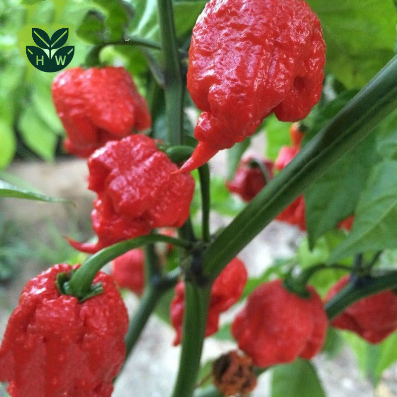 100 seeds Carolina Reaper/Siling Demonyo Seeds Good variety / High ...