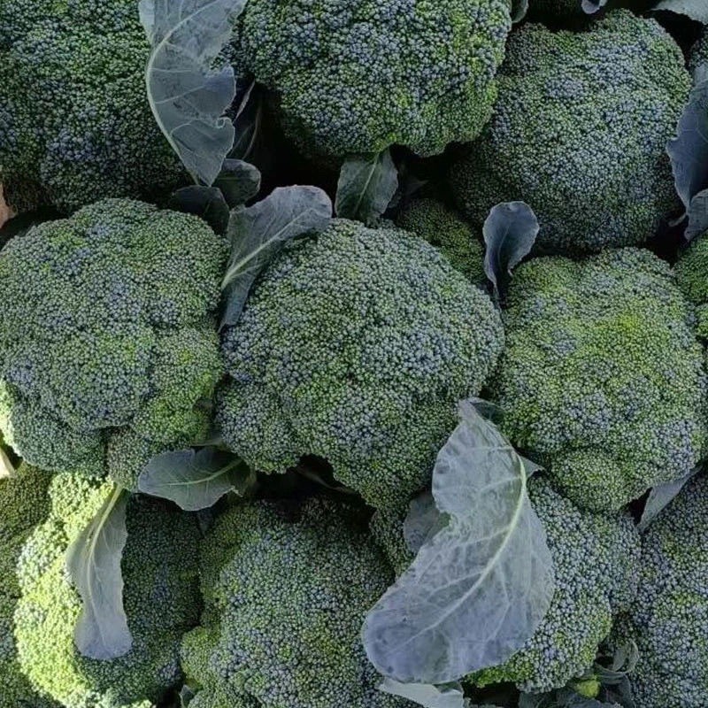 (High Germination)Broccoli seeds For Gardening and Broccoli Sprouts 200 ...