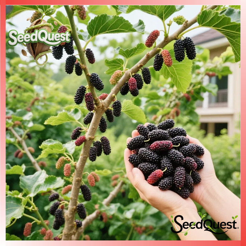 100Seed Dwarf Mulberry Tree Seeds for Planting Fruit Plants Bonsai ...