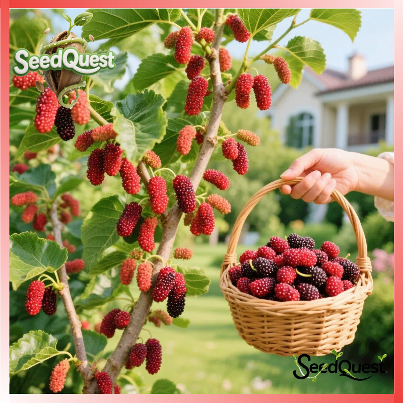 100Seed Dwarf Mulberry Tree Seeds for Planting Fruit Plants Bonsai ...