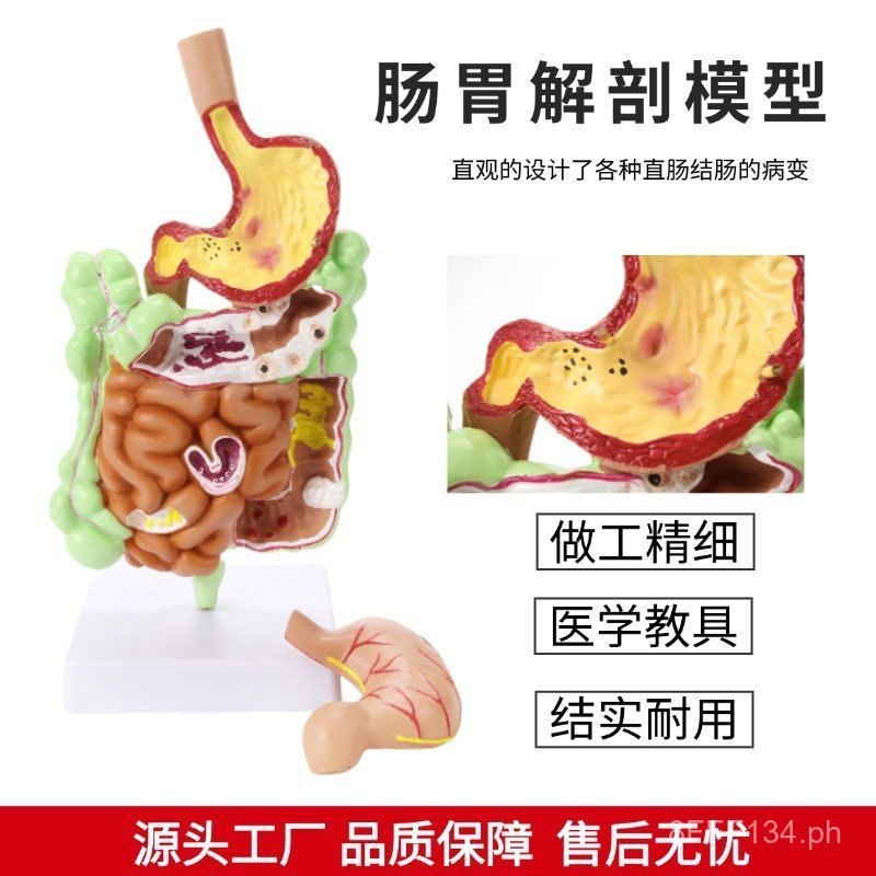 Human Digestive System Model Stomach Anatomy Colon Appendix rectum ...